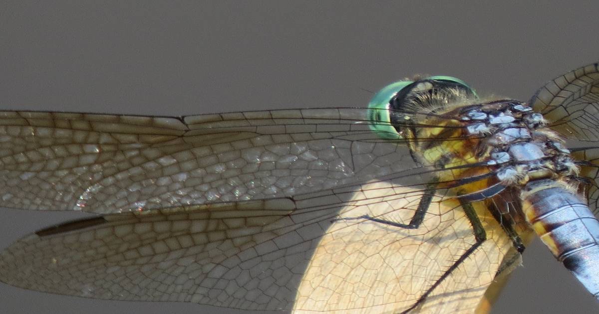 The Awesome, Breathtaking Dragonfly - Maplewood Road