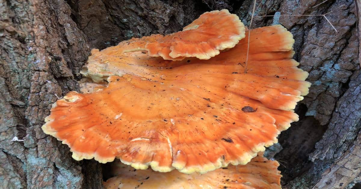 Mushrooms - The Original World Wide Web - Maplewood Road
